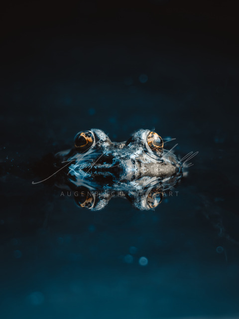 Naturgeflüster – Stille Naturfotografie - Realisiert mit Pictrs.com